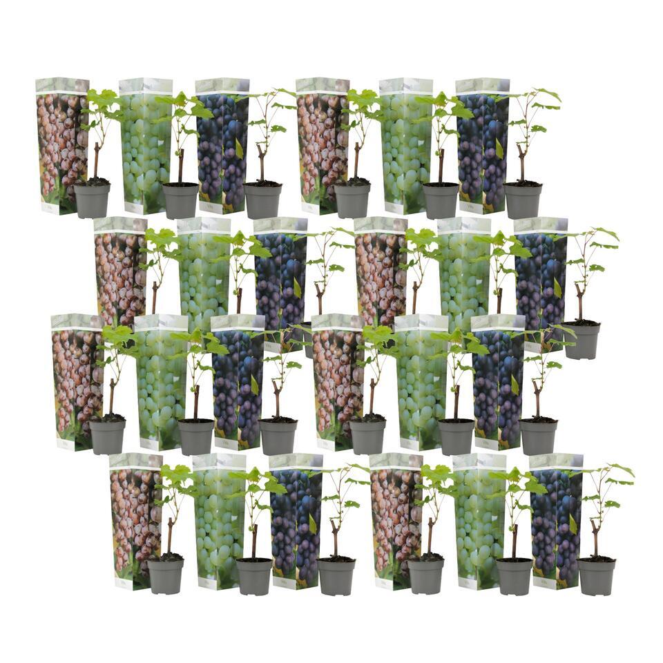 Druivenplant - Set van 24 - Vitis vinifera - Hoogte 25-40cm - ⌀9cm ...