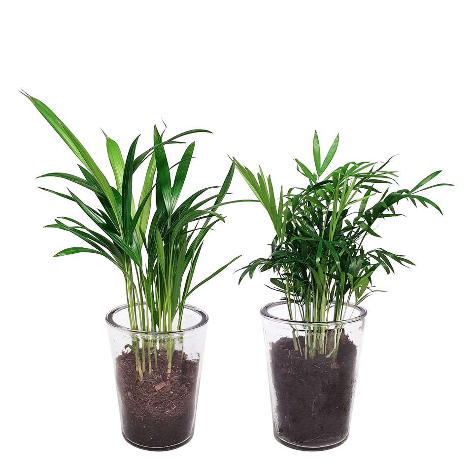 Intenz Home ® Twee minipalmpjes in glazen pot ⌀ 12cm h40cm | Leen Bakker
